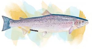 Barthos Fish Co | Fresh Fish